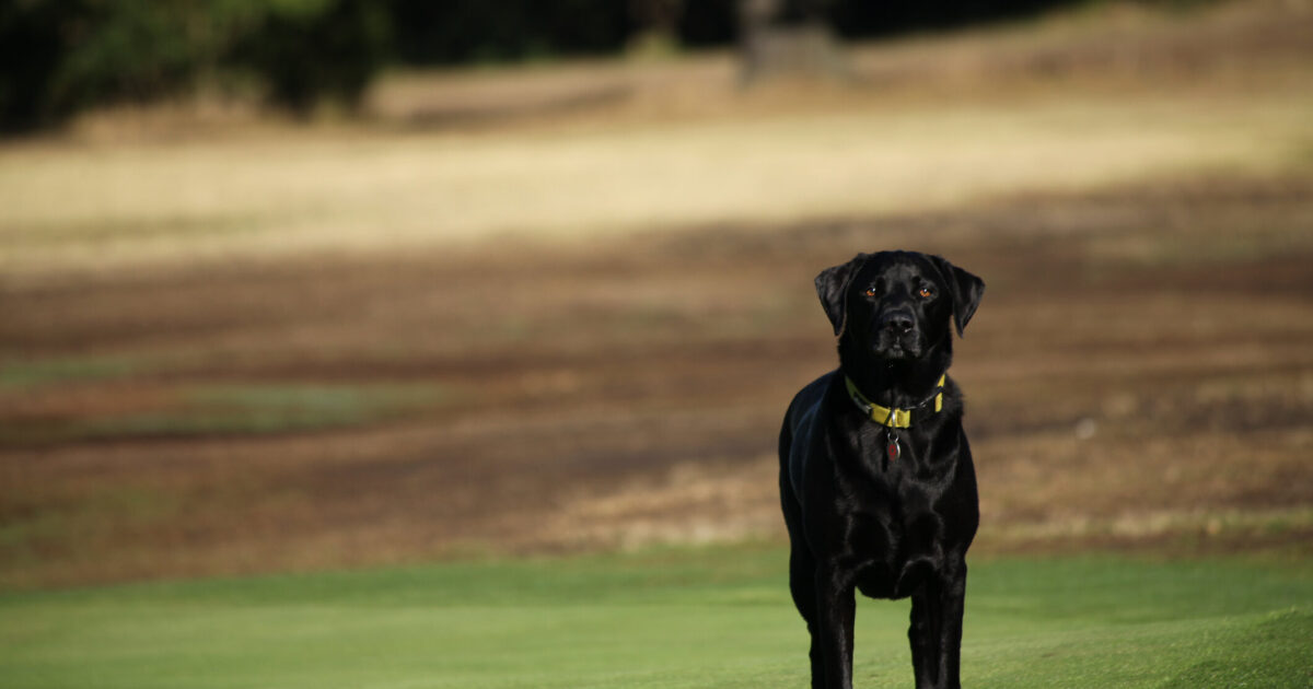 Dog Friendly Activities in Dornoch | Royal Golf Hotel Dornoch