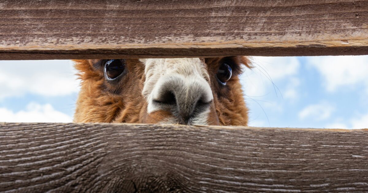 Craig Highland Farm Conservation Centre | Plockton Inn